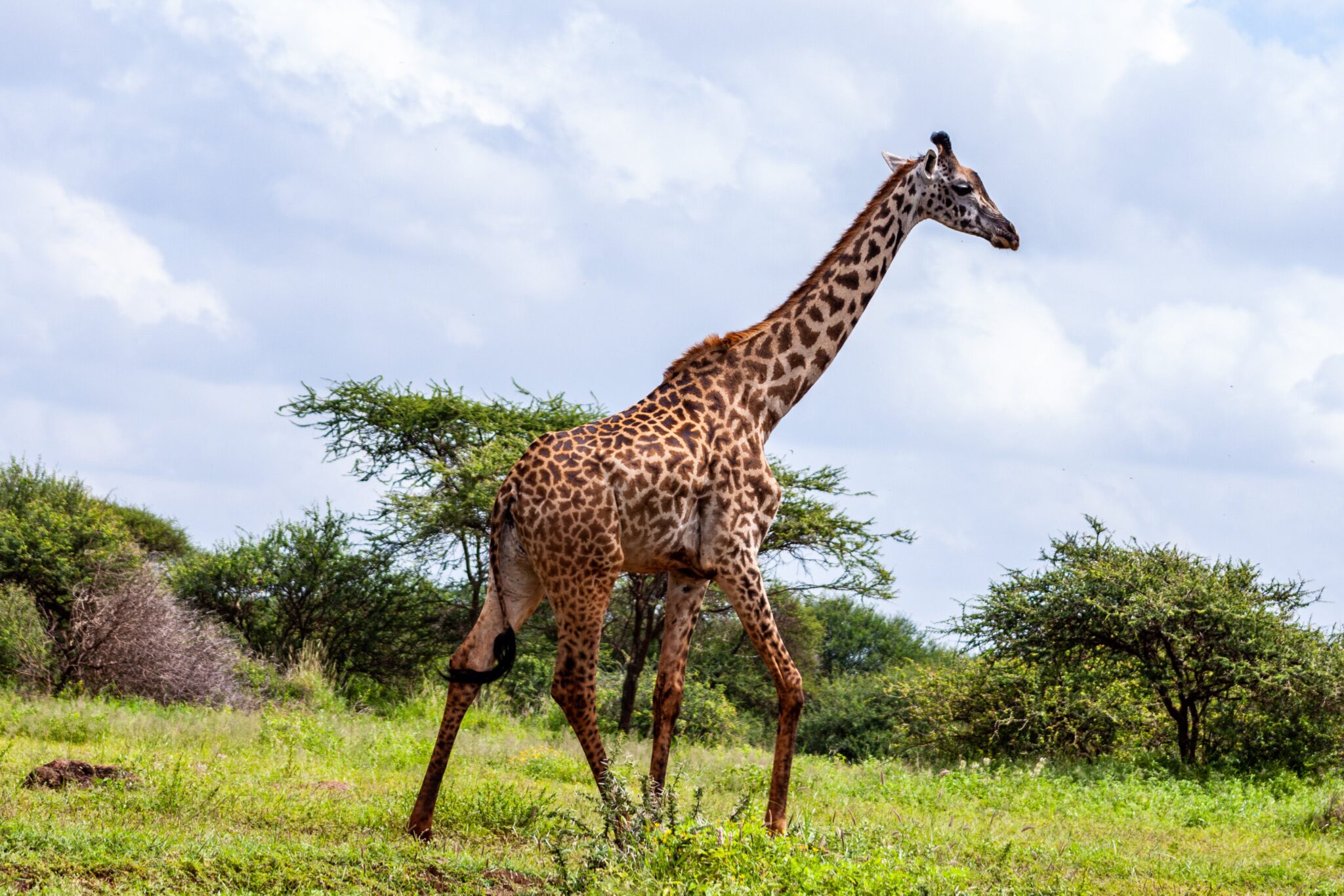 Discover Kenya National Parks & Game Reserves (A-Z List)