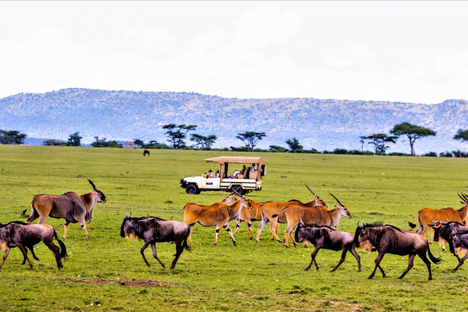 Captivating Maasai Mara Photos: A Visual Journey
