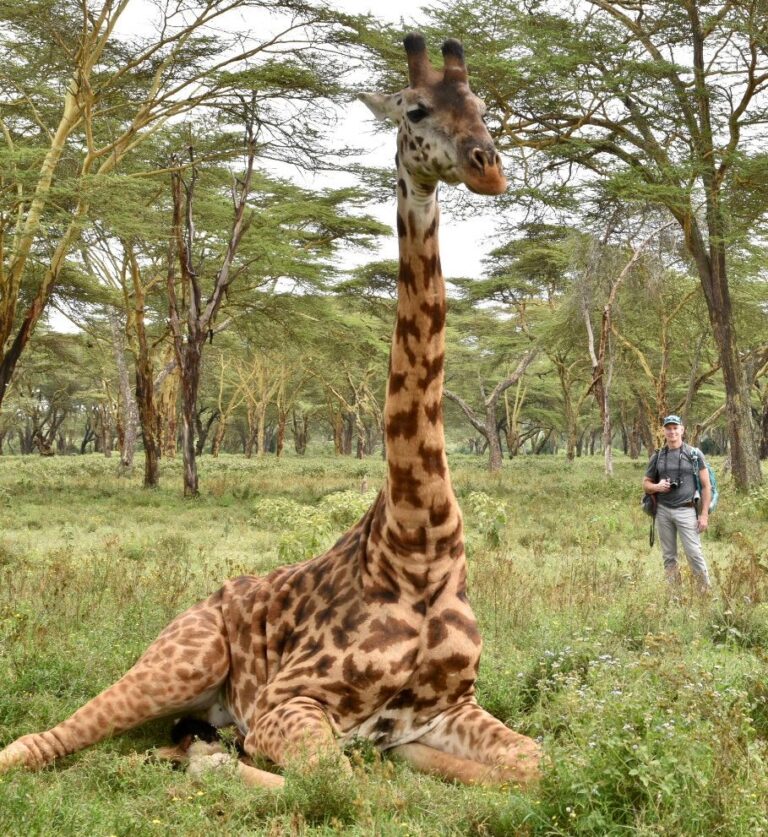 Giraffe Center: A Gentle Giant Encounter At The Heart Of Nairobi